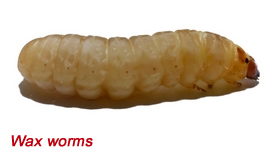 Home of Dutch Mealworms